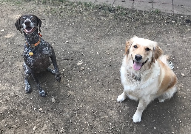 The Golden & The Pointer